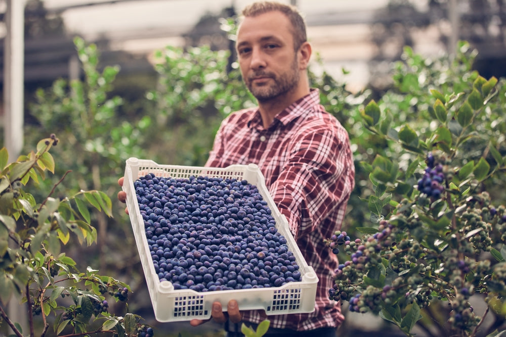 Selecting and Sourcing Reusable Plastic Harvest Containers (RPC ...